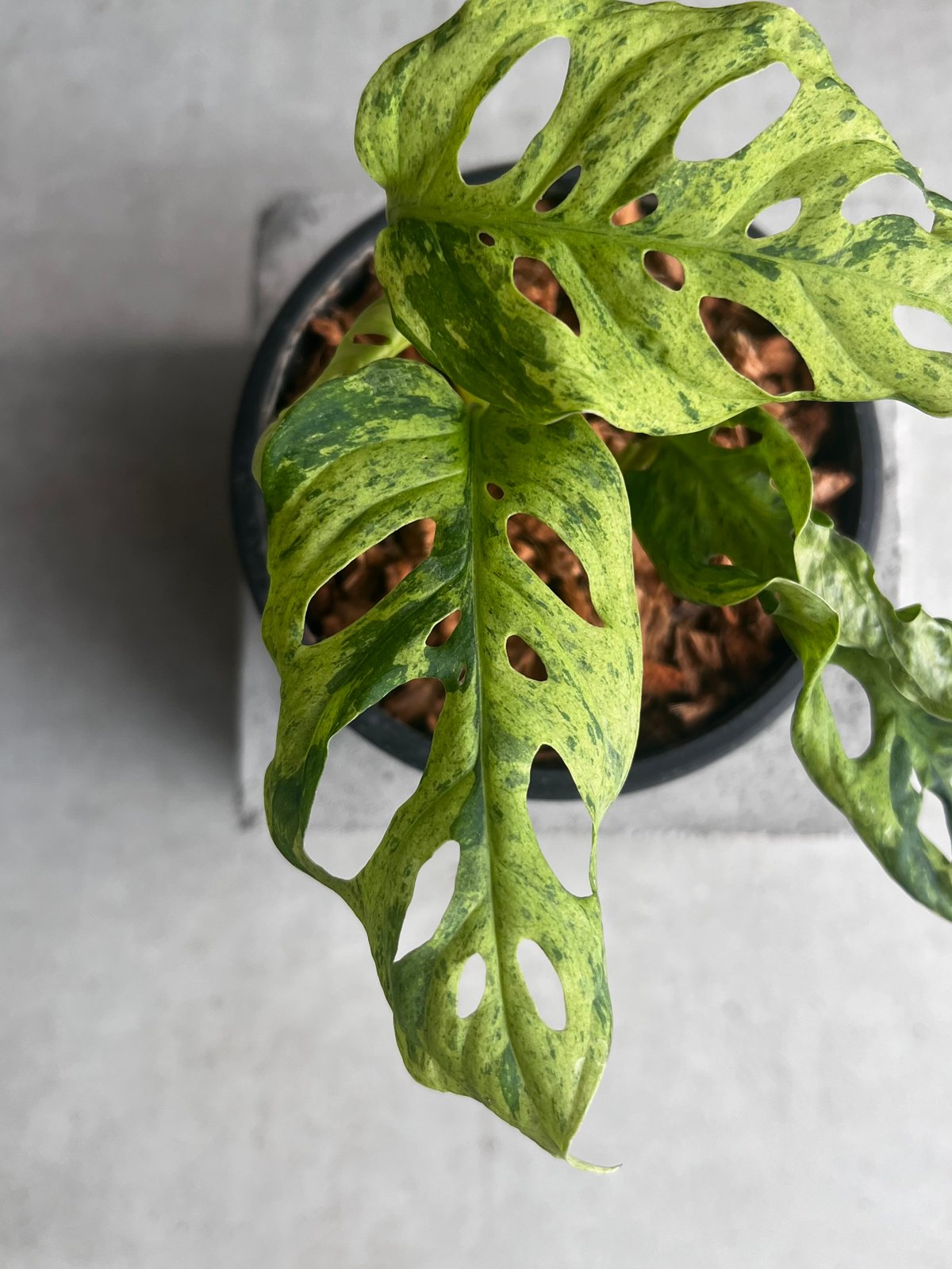 モンステラ ラニアタ ミント 斑入 「Monstera laniata mint モンステラ ラニアタ ミント 斑入 「Monstera laniata mint