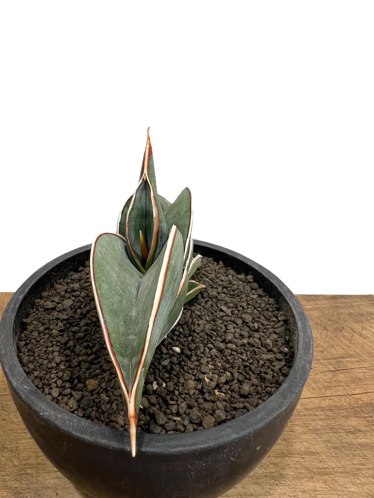 サンセベリア ロリダ 「Sansevieria rorida」57L | SHOUCHIKUEN