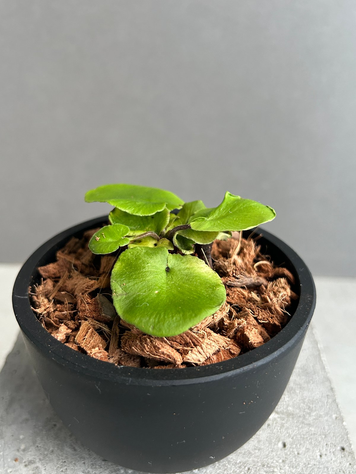 アスプレニウム デラバイ (フランチ) コペル 「Asplenium delavayi (Fr...