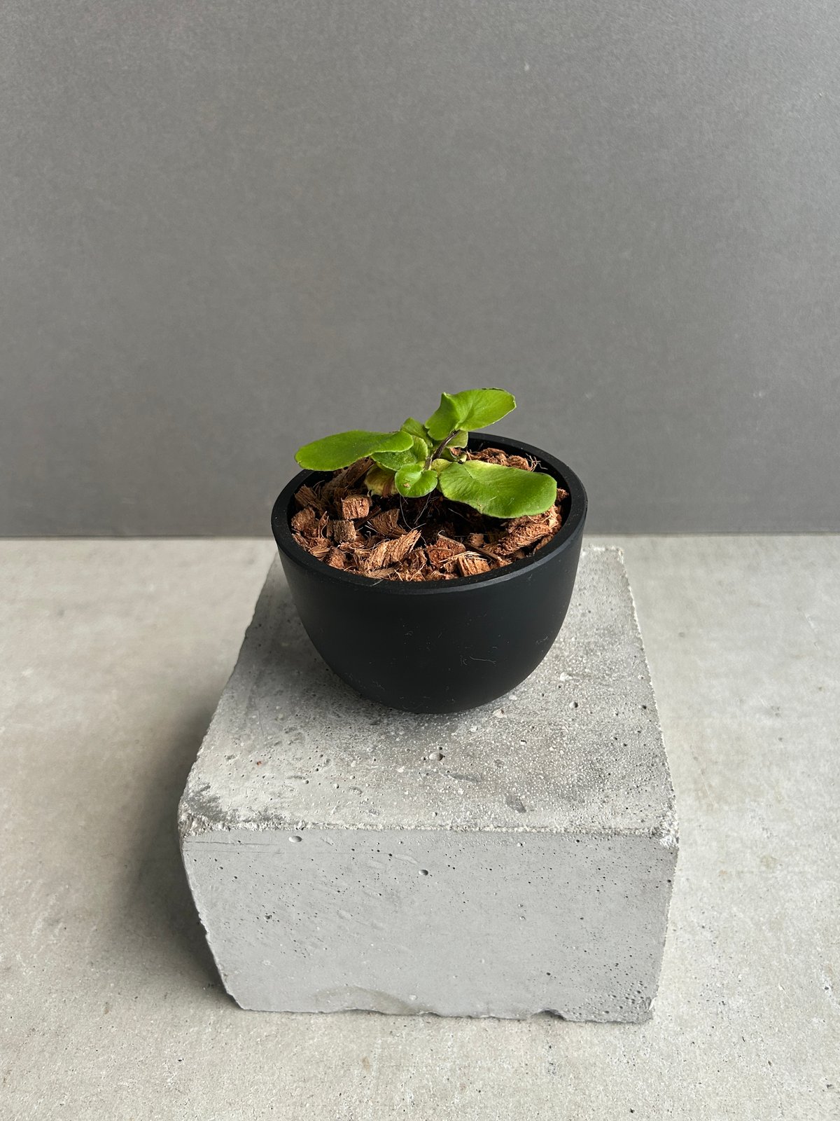 アスプレニウム デラバイ (フランチ) コペル 「Asplenium delavayi (Fr...