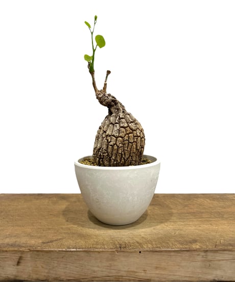 CATEGORY コーデックス(塊根植物) | SHOUCHIKUEN CATEGORY コーデックス(塊根植物) | SHOUCHIKUEN