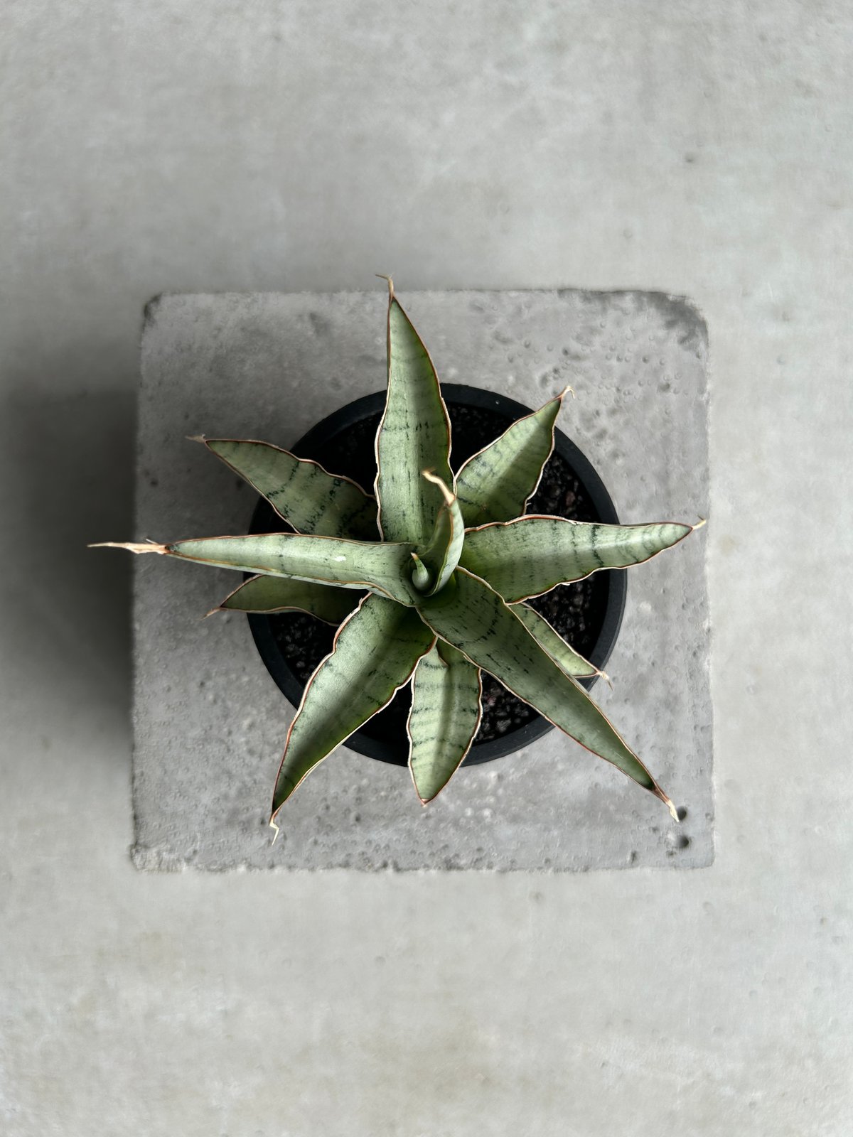 サンセベリア モスキート「Sansevieria Mosquito 」58I | SHOUCH...