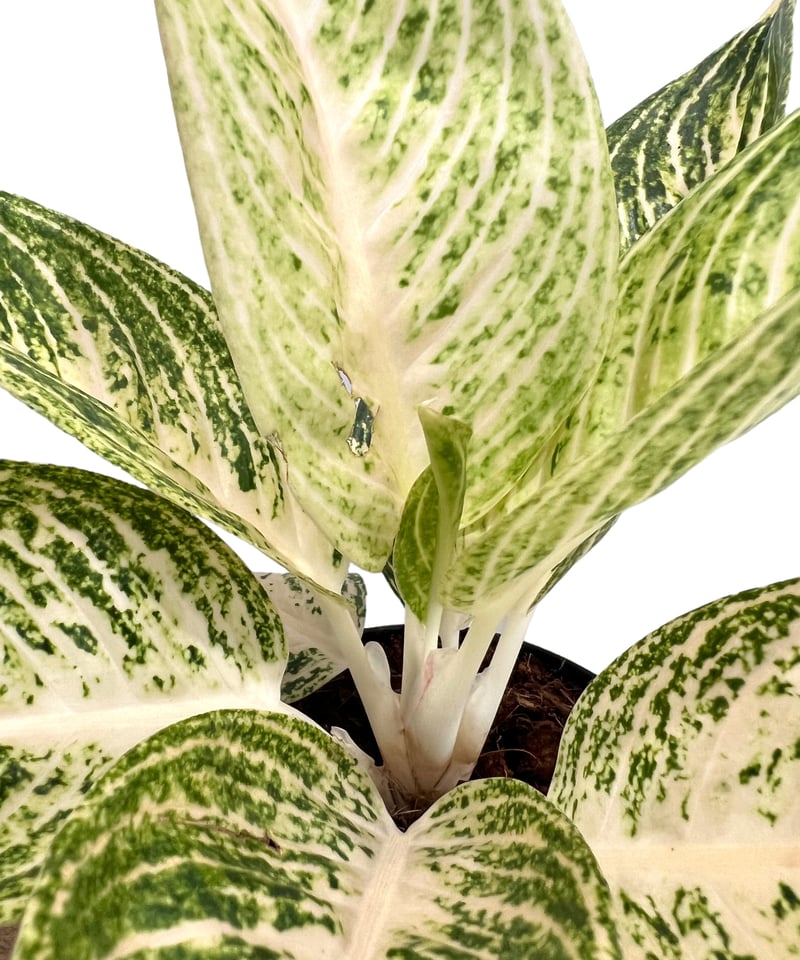 アグラオネマ ホワイト レガシー 「Aglaonema White Legacy」78L アグラオネマ ホワイト レガシー 「Aglaonema White Legacy」78L