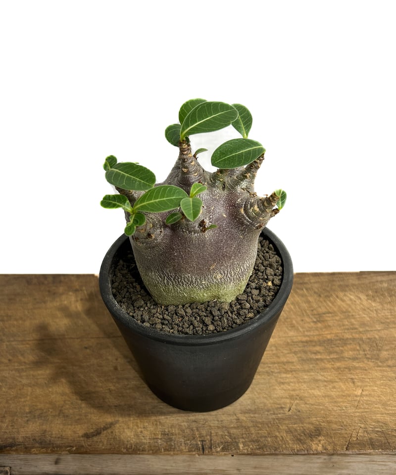 アデニウム アラビカムドワーフ タイプ “ブラック”「adenium アデニウム アラビカムドワーフ タイプ “ブラック”「adenium