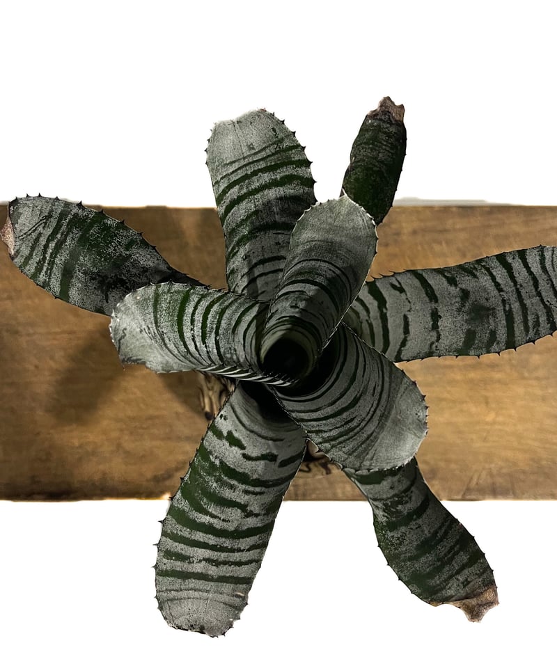 エクメア チャンティニー ブラック+pmp「Aechmea chantinii エクメア チャンティニー ブラック+pmp「Aechmea chantinii