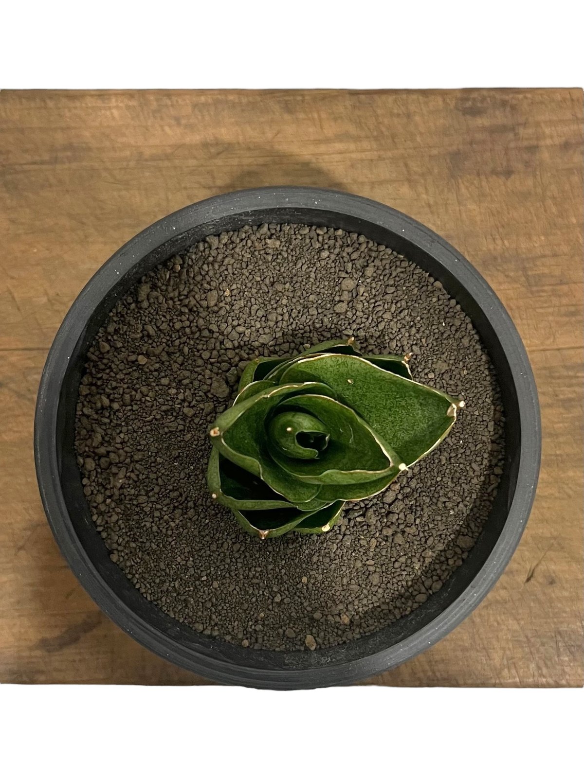 サンセベリア ベンジャロン「Sansevieria Benjarong」9T | SHOUCH...