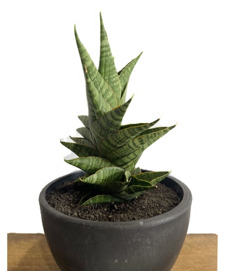 サンセベリア シンドロ「Sansevieria Sindro」6/1-662 | SHOUCH...