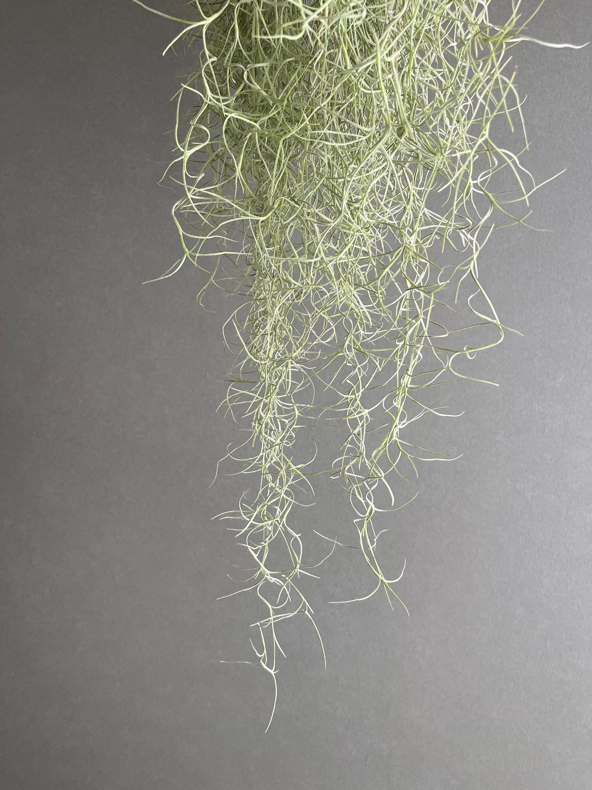 ティランジア ウスネオイデス「Tillandsia usneoides」8Q | SHOUCH...