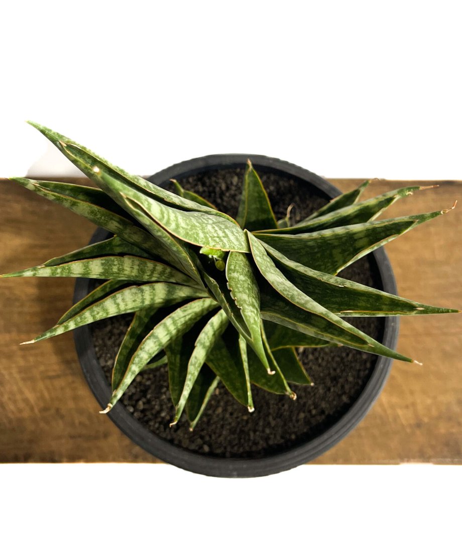 サンセベリア シンドロ「Sansevieria Sindro」6/1-662 | SHOUCH...