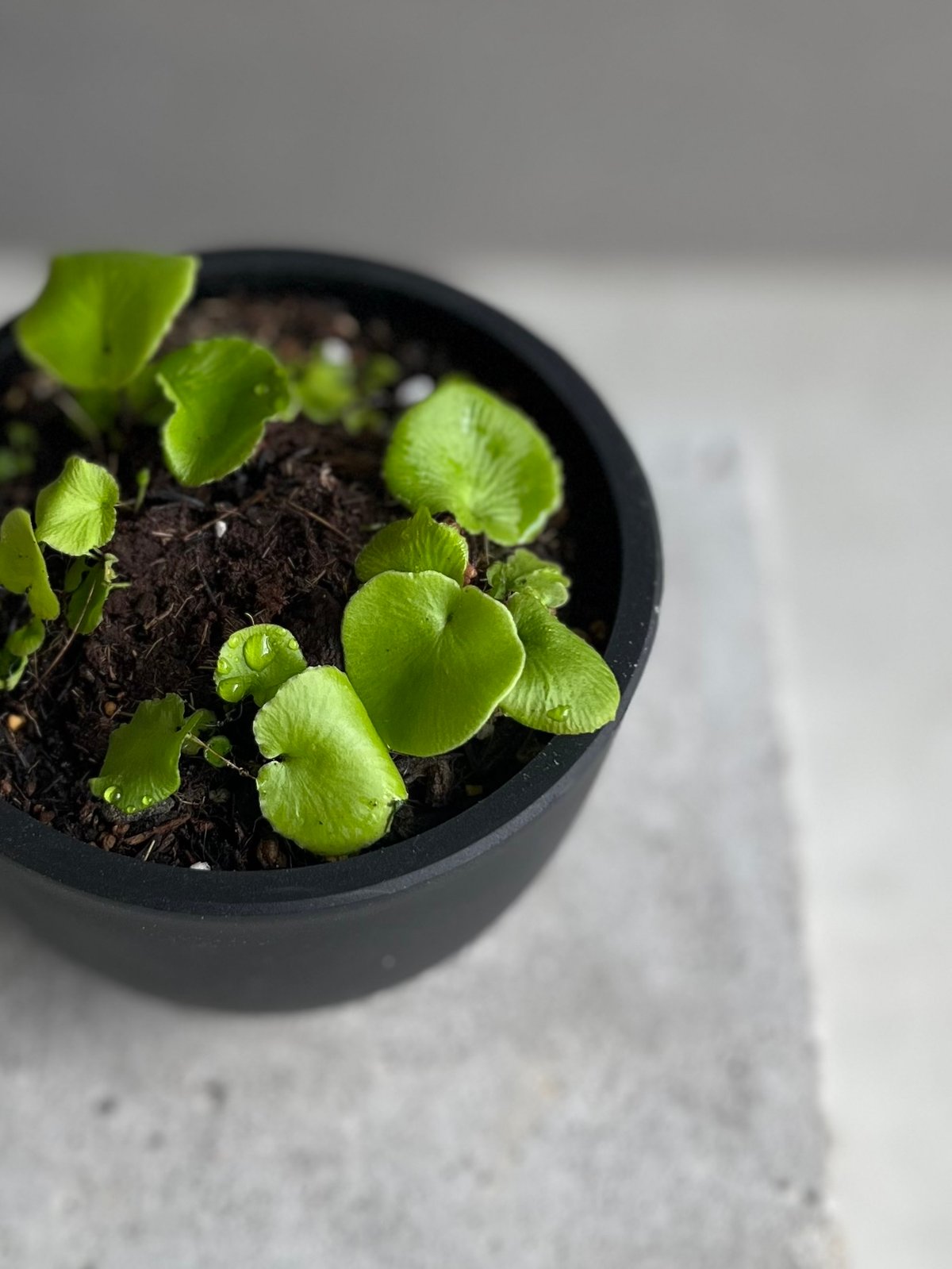 アスプレニウム デラバイ (フランチ) コペル 「Asplenium delavayi (Fr...