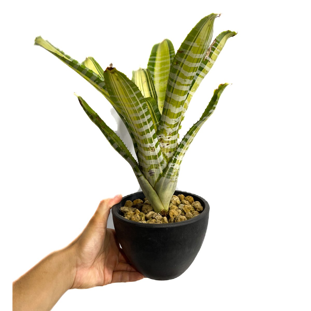 エクメア サムライ 「Aechmea chantinii 'Samurai'」6/25-834...