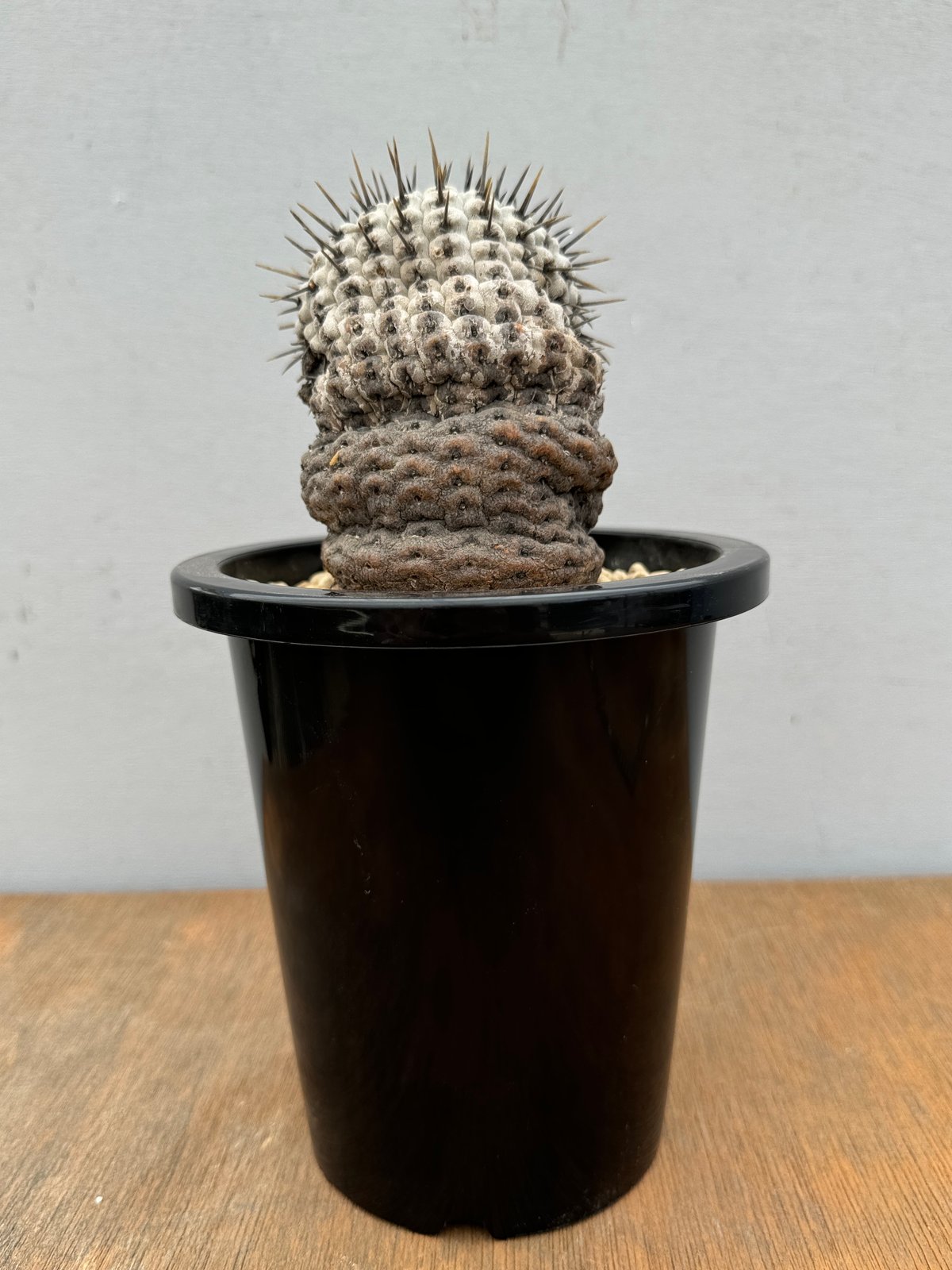 Copiapoa cinerea var. columna-alba 現地球① | Anoth Copiapoa cinerea var. columna-alba 現地球① | Anoth
