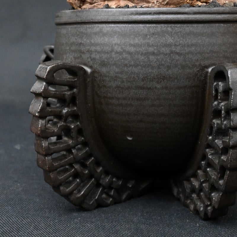 Euphorbia fusca / ユーフォルビア フスカ 【発根済】 + 金釉透 Euphorbia fusca / ユーフォルビア フスカ 【発根済】 + 金釉透