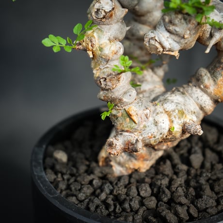 Commiphora sp. somalia eyl / コミフォラ エイル (微発根)