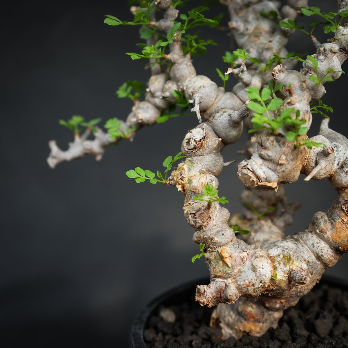 Commiphora sp. somalia eyl / コミフォラ エイル (微発根)