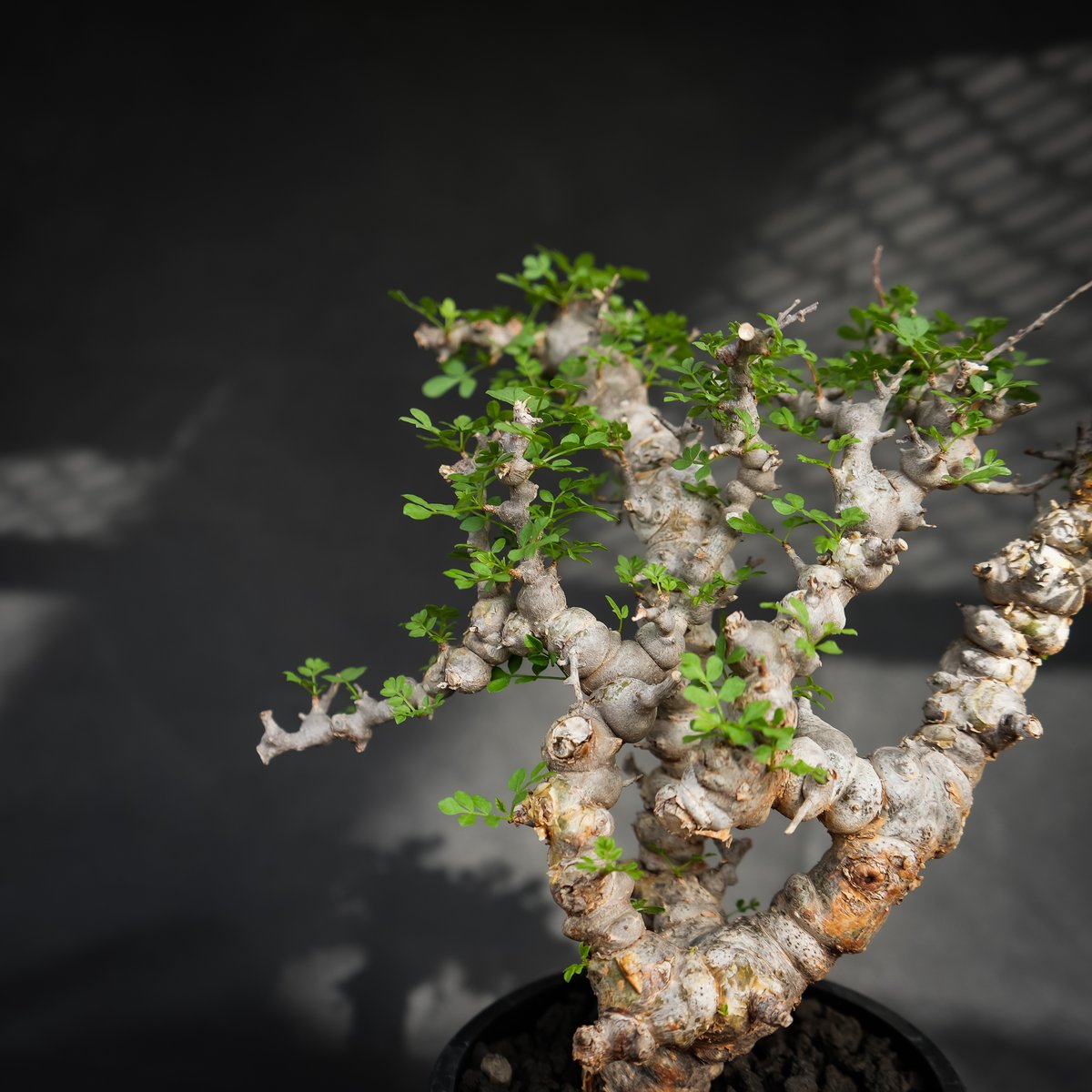 Commiphora sp. somalia eyl / コミフォラ エイル (微発根)