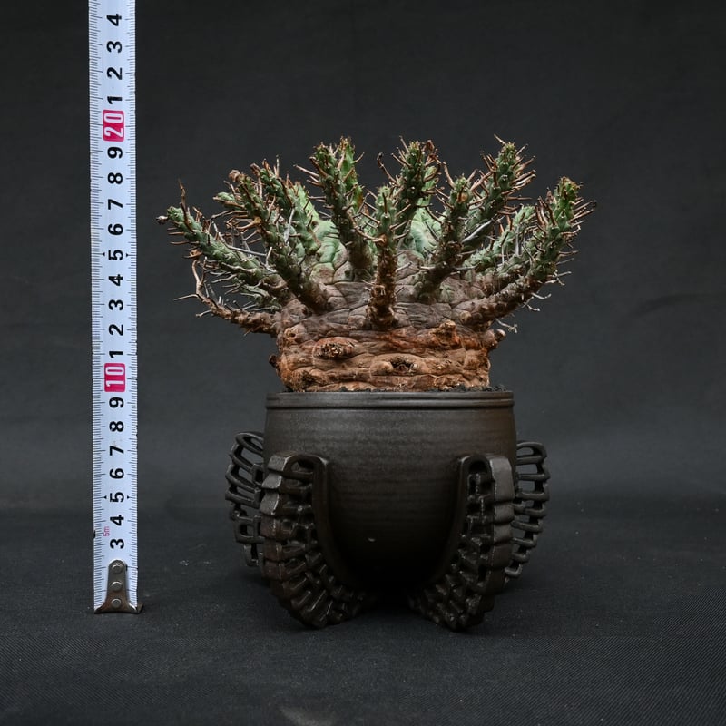 Euphorbia fusca / ユーフォルビア フスカ 【発根済】 + 金釉透 Euphorbia fusca / ユーフォルビア フスカ 【発根済】 + 金釉透