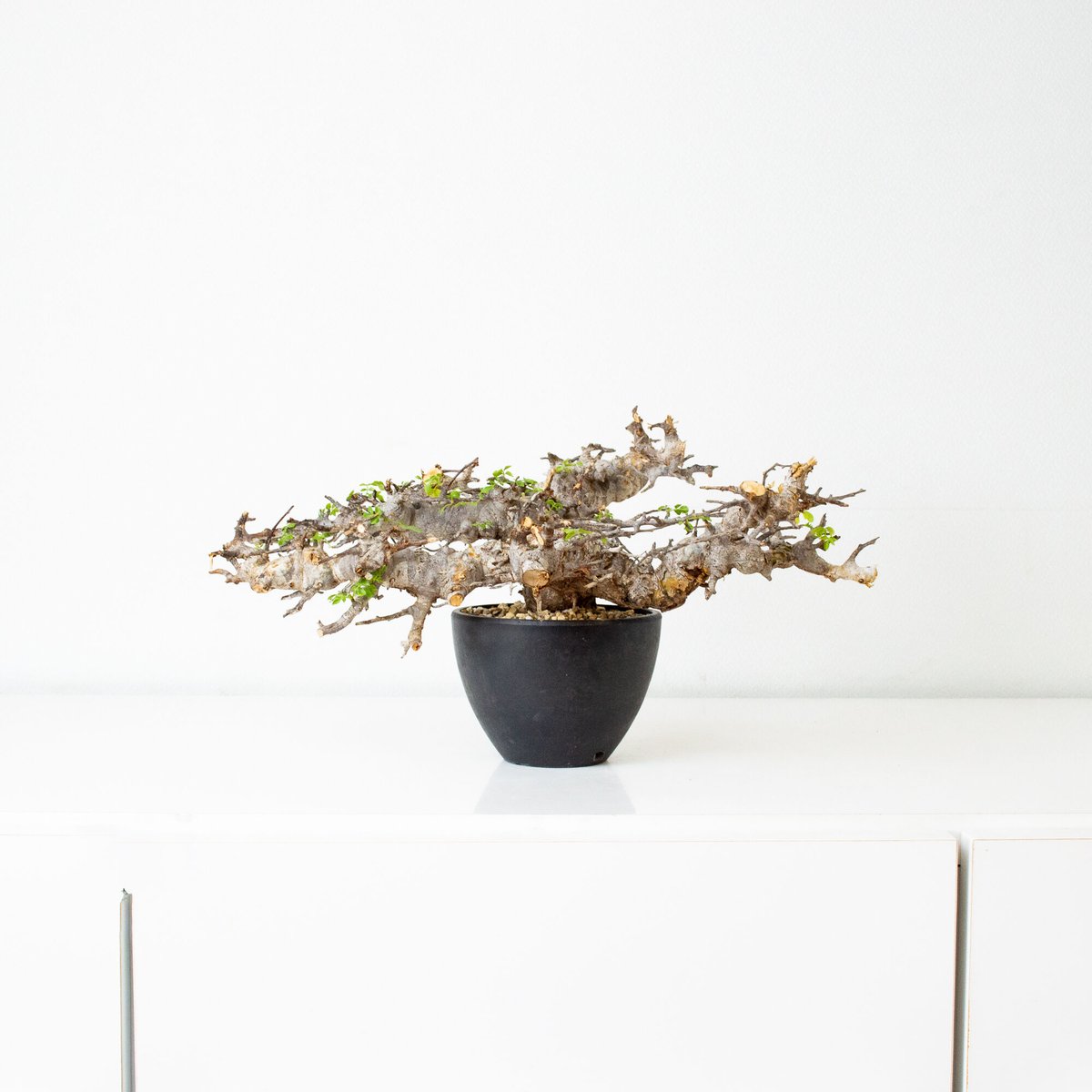 Commiphora sp. somalia eyl / コミフォラ エイル (微発根) | Commiphora sp. somalia eyl / コミフォラ エイル (微発根) |