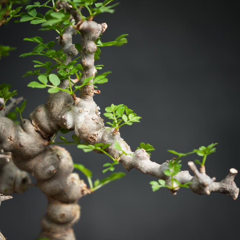 Commiphora sp. somalia eyl / コミフォラ エイル (微発根) | Commiphora sp. somalia eyl / コミフォラ エイル (微発根) |