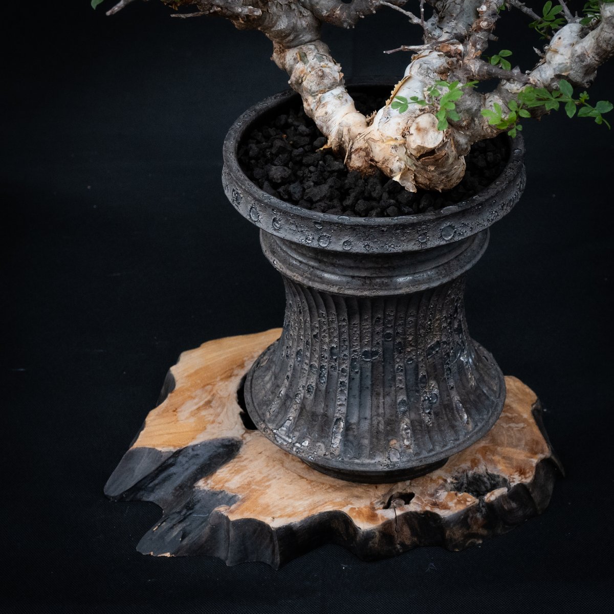 Premium Line】 Commiphora sp. somalia Premium Line】 Commiphora sp. somalia