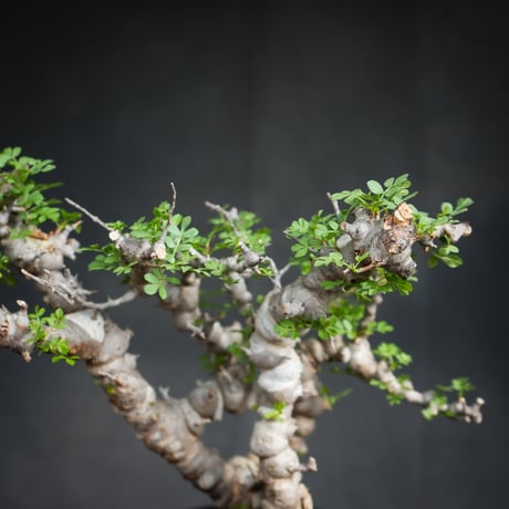 Commiphora sp. somalia eyl / コミフォラ エイル (微発根)