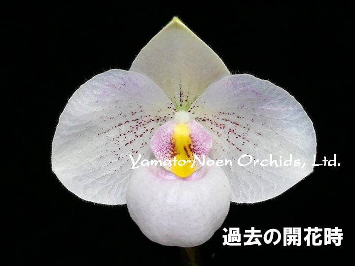 Paph. Carolyn Butcher 'Pink Myst’（x fanaticum ×...