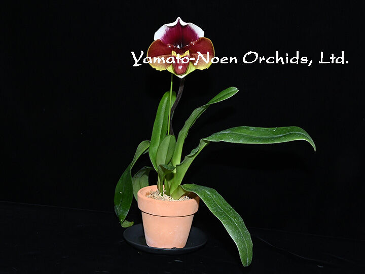 Paph. (Fitness x William Provine) 実生初花（#2） | 大和...