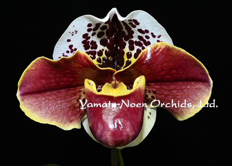 Paph. Night Market 花付き株(初花) | 大和農園洋蘭部 Paph. Night Market 花付き株(初花) | 大和農園洋蘭部