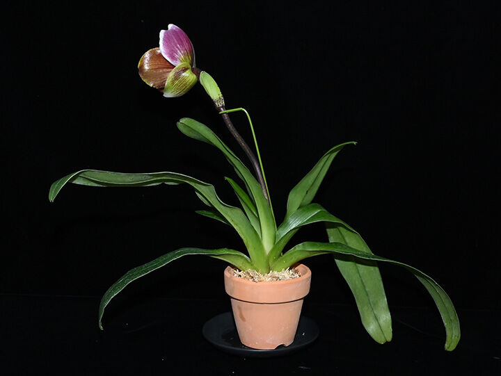 Paph. (Fitness x William Provine) 実生初花（#2） | 大和...