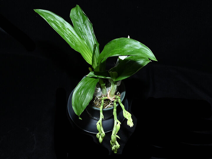 (Ctsm. De Etta Harris x Ctsm. Melana Davison) ツ...