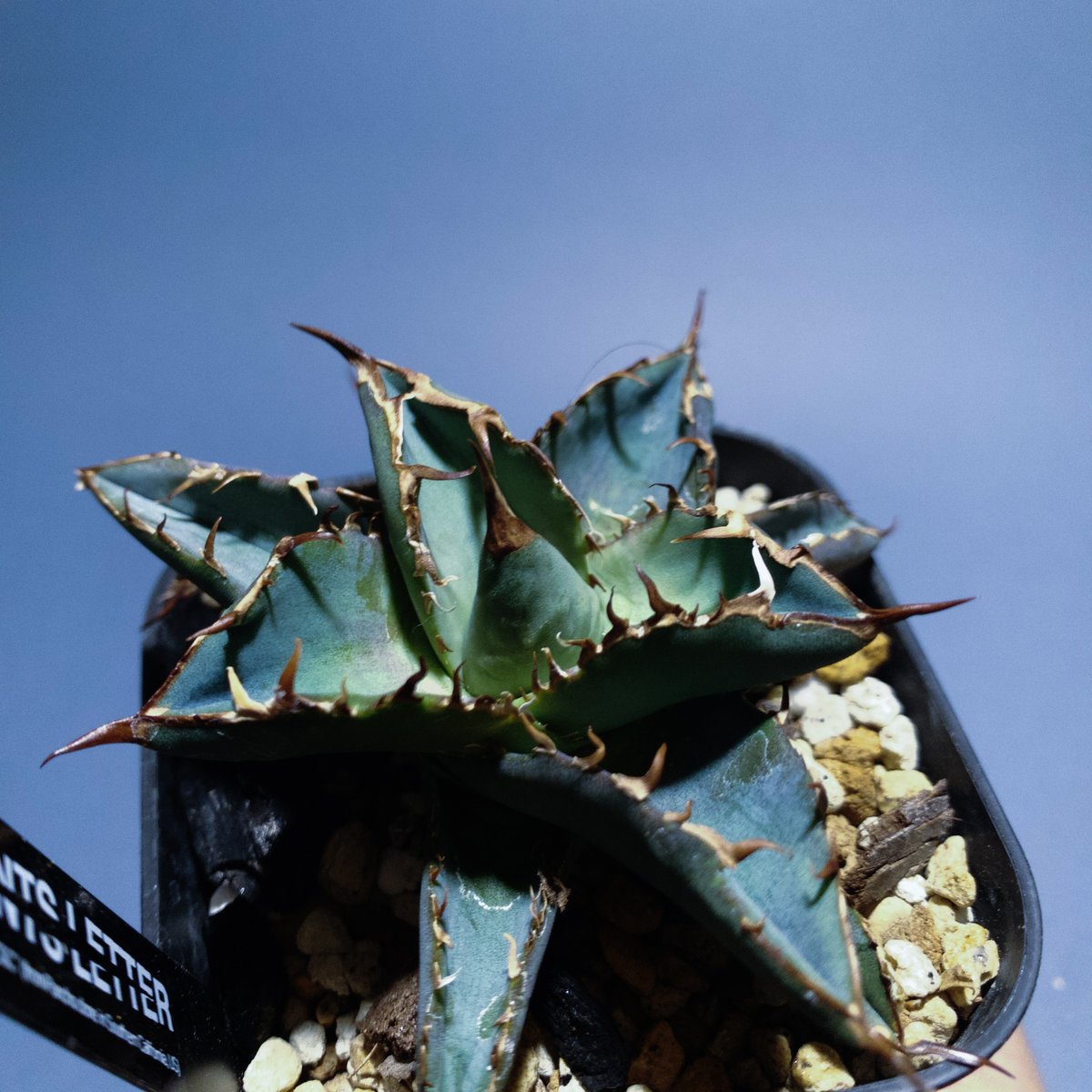 【from 南カリフォルニア】アガベ オテロイ "PCSC"(ピーシーエスシー) | plan...