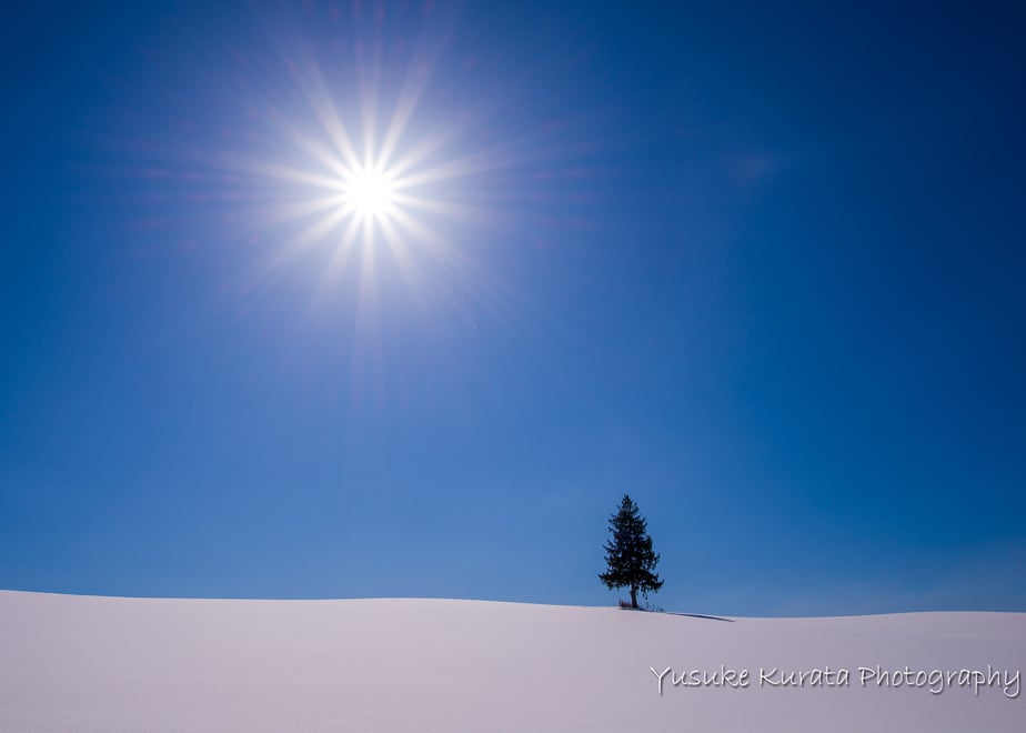 89.ポストカード・美瑛、夕日の木🆕️ | Yusuke Kurata Photo STORE