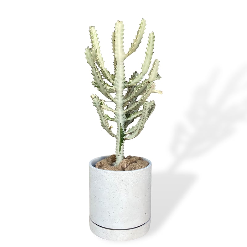お届け地域限定】ユーフォルビア ホワイトゴースト Euphorbia お届け地域限定】ユーフォルビア ホワイトゴースト Euphorbia
