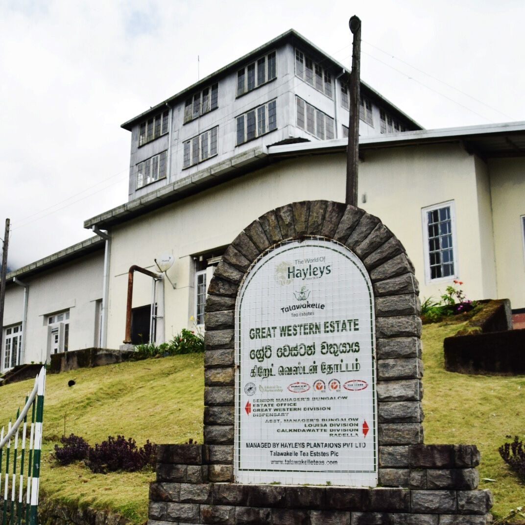 紅茶 ディンブラ 100g 【グレートウエスタン茶園 】 2025年年 新茶 Dimbul...