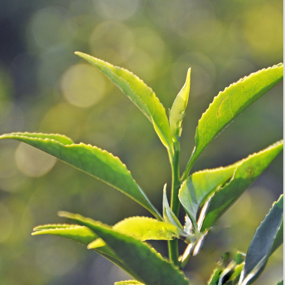 紅茶 ディンブラ 50g 【ストックホルム茶園 】 2025年 新茶 Dimbula | 紅茶...