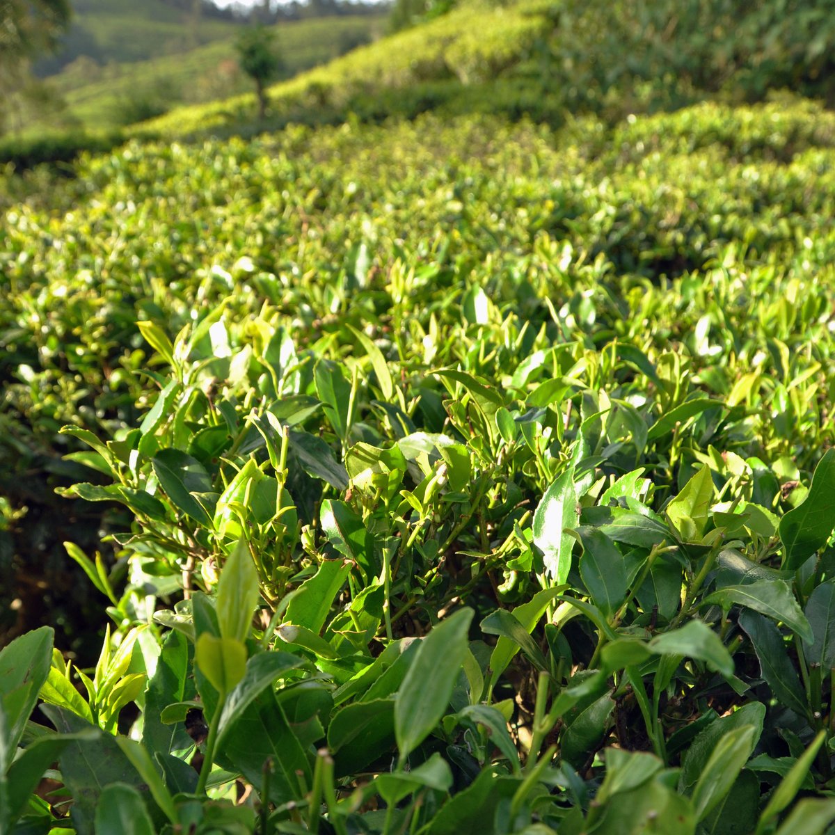 紅茶 ディンブラ 50g 【ストックホルム茶園 】 2025年 新茶 Dimbula | 紅茶...