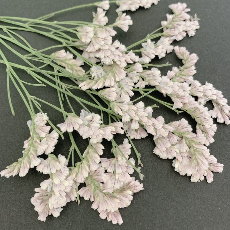 F-29 押し花|リモニューム(淡ピンク) 送料込み | BLOOM MAISON F-29 押し花|リモニューム(淡ピンク) 送料込み | BLOOM MAISON