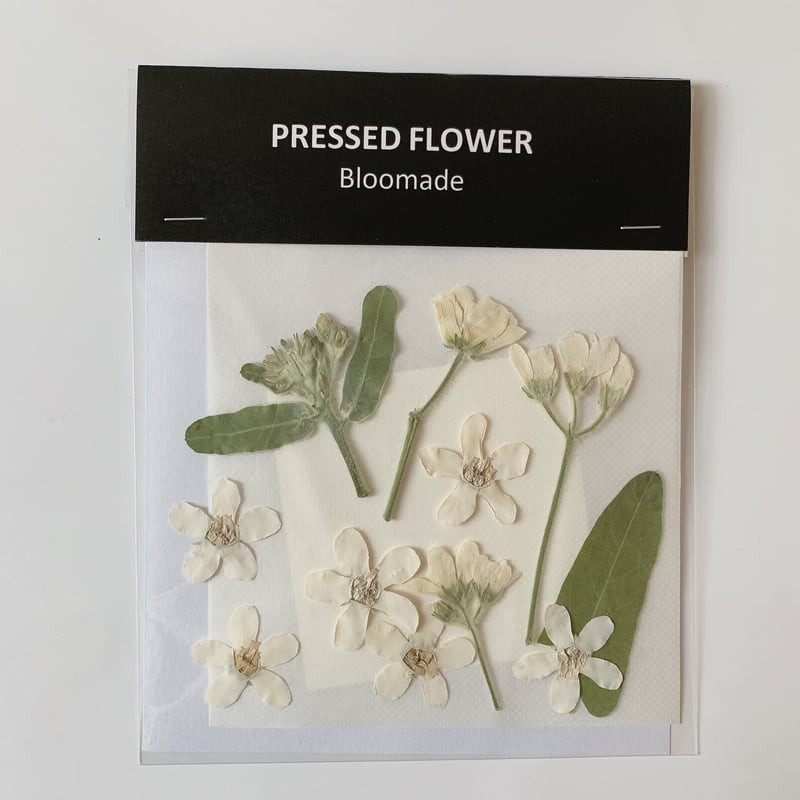 F-23 押し花|ホワイトスター 送料込み | BLOOM MAISON F-23 押し花|ホワイトスター 送料込み | BLOOM MAISON