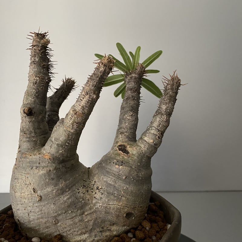発根済 小ぶり 分頭 グラキリス BG-189 × S.N.Pot 発根済 小ぶり 分頭 グラキリス BG-189 × S.N.Pot