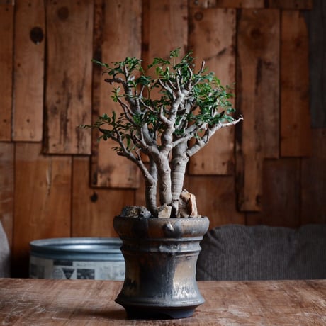 CATEGORY センナ メリディオナリス - Senna - | Botanical Holic CATEGORY センナ メリディオナリス - Senna - | Botanical Holic
