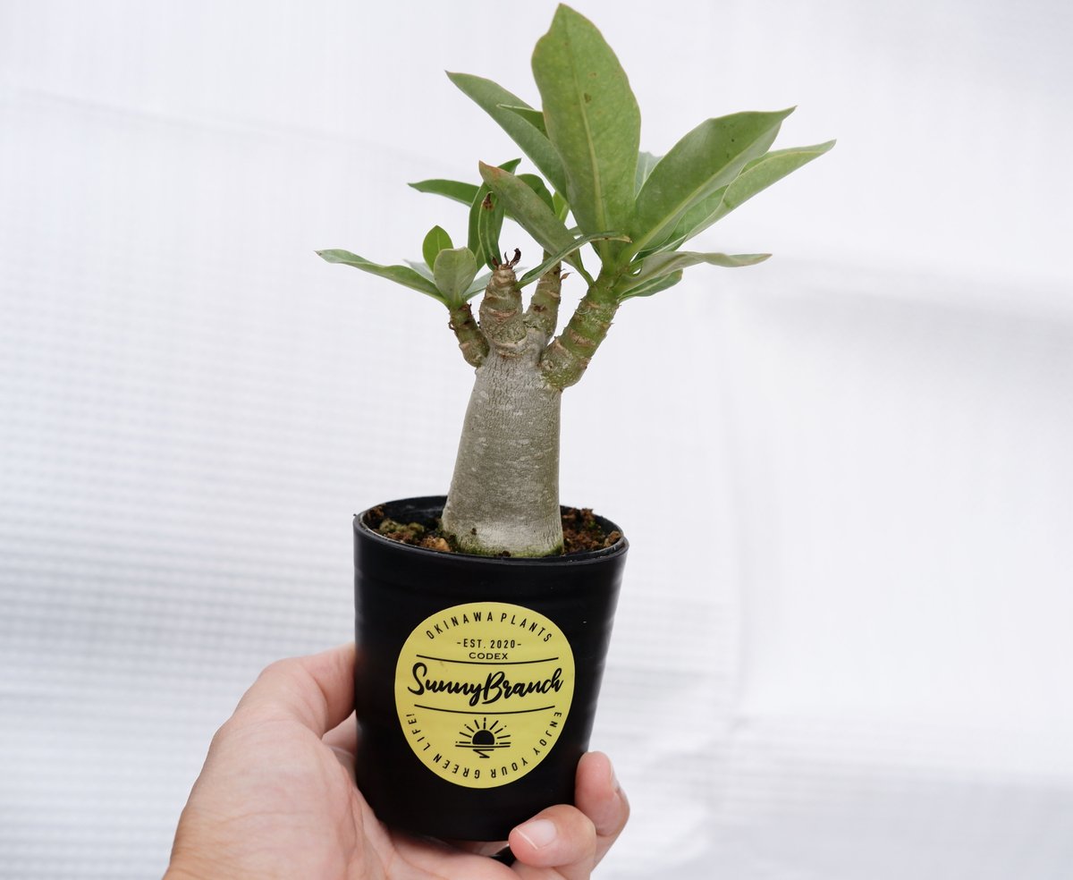 アデニウム ブラックソマレンセ 実生株 Adenium somalense var アデニウム ブラックソマレンセ 実生株 Adenium somalense var