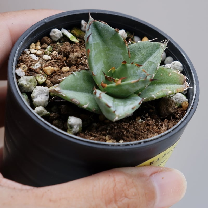 アガベ オテロイ 実生株 Agave oteroi seeding 024 | Sunny アガベ オテロイ 実生株 Agave oteroi seeding 024 | Sunny