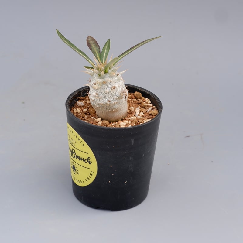 パキポディウム ホロンベンセ 実生株 002 Pachypodium パキポディウム ホロンベンセ 実生株 002 Pachypodium