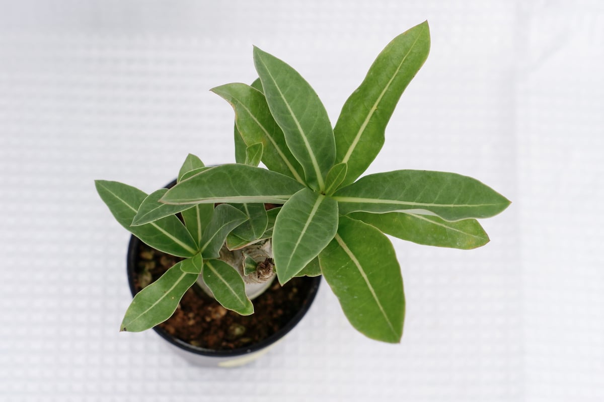 アデニウム ブラックソマレンセ 実生株 Adenium somalense var アデニウム ブラックソマレンセ 実生株 Adenium somalense var
