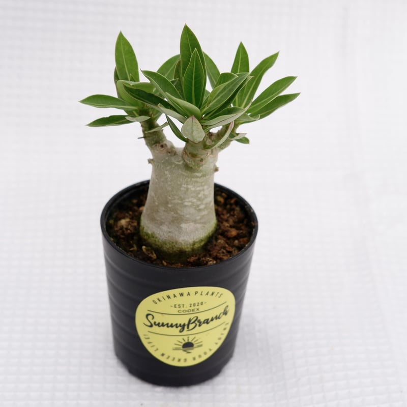 アデニウム ブラックソマレンセ 実生株 Adenium somalense var アデニウム ブラックソマレンセ 実生株 Adenium somalense var