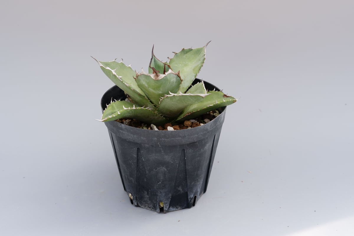アガベ オテロイ 実生株 Agave oteroi seeding 042 | Sunny アガベ オテロイ 実生株 Agave oteroi seeding 042 | Sunny