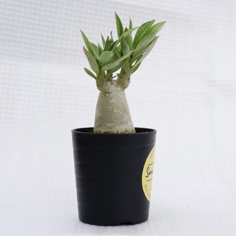 アデニウム ブラックソマレンセ 実生株 Adenium somalense var アデニウム ブラックソマレンセ 実生株 Adenium somalense var