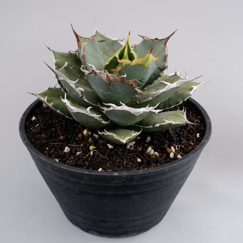 アガベ チタノタ 烈焔 001 Agave titanota 烈焔 | Sunny Branch アガベ チタノタ 烈焔 001 Agave titanota 烈焔 | Sunny Branch