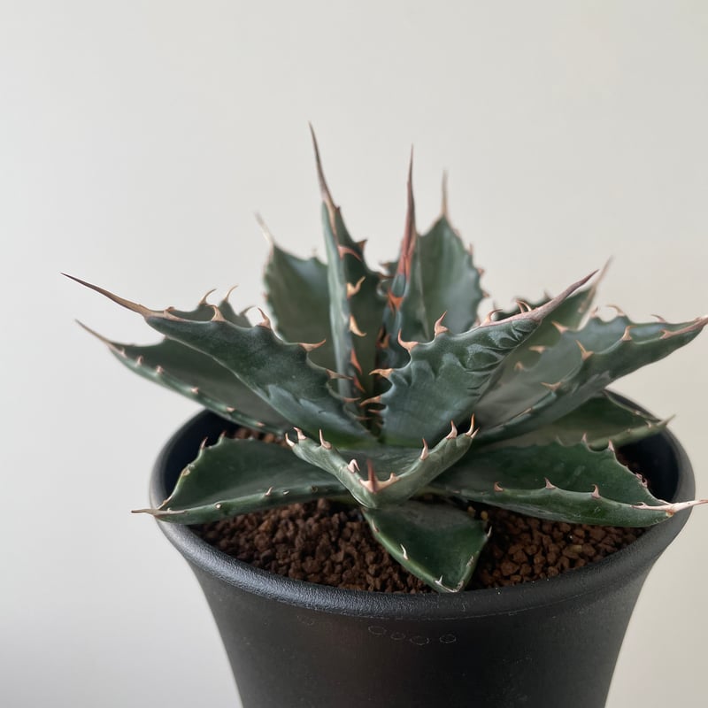 新着・長野県産】Agave Montana【カッコ良さ抜群・耐寒性最強 新着・長野県産】Agave Montana【カッコ良さ抜群・耐寒性最強