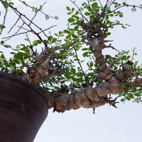 【特大】Commiphora Eyl【最高の灌木コーデックス】コミフォラ エイル | 青坊主-...